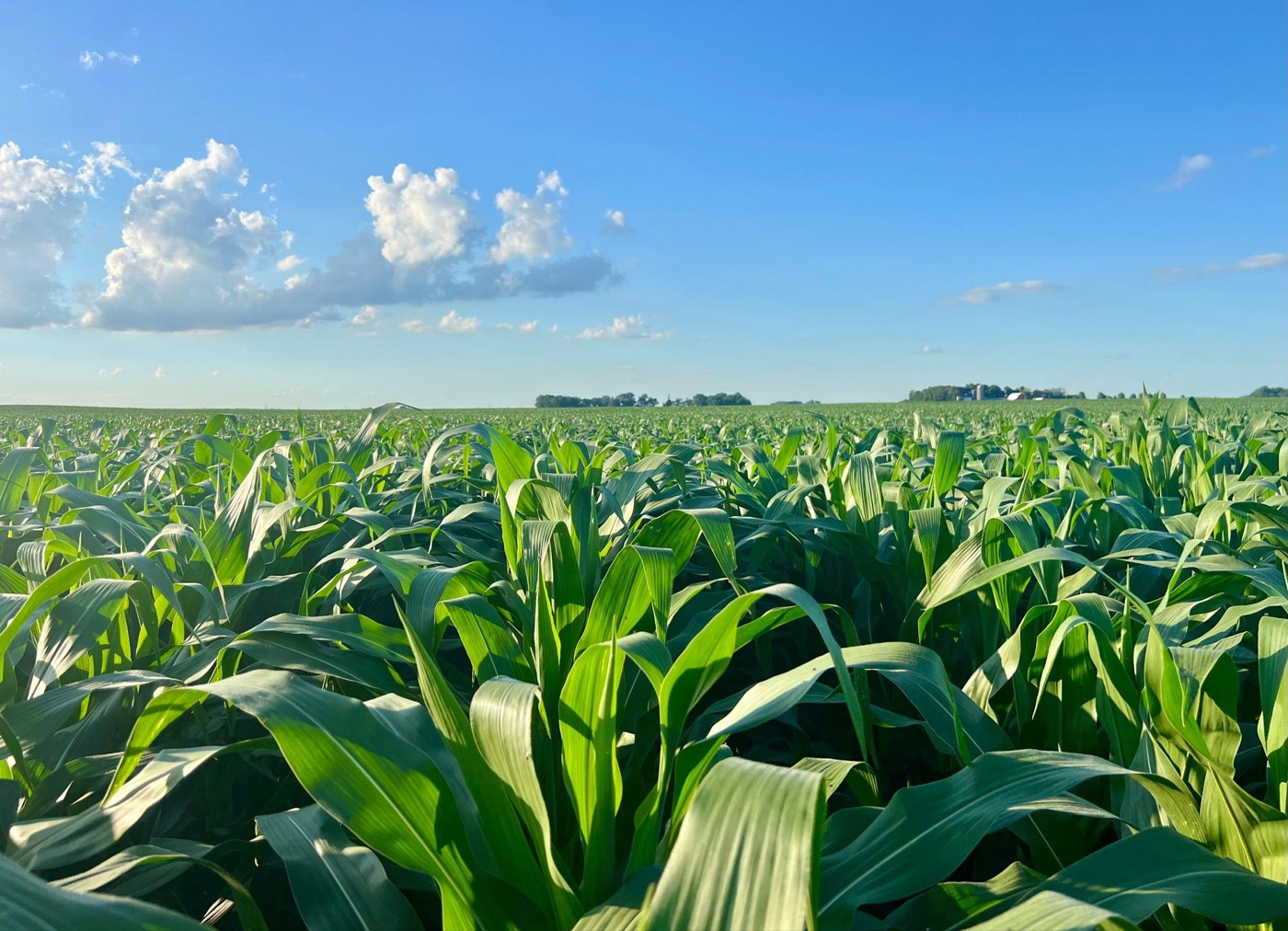 Tar Spot: What I Know So Far, and What Might Be Worth Watching ...